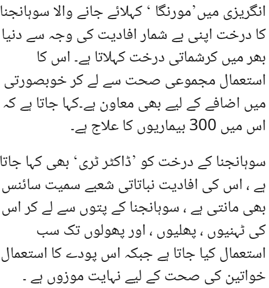 Moringa Sohanjna Tree Benefits: A Nutritional and Medicinal Miracle – Daily