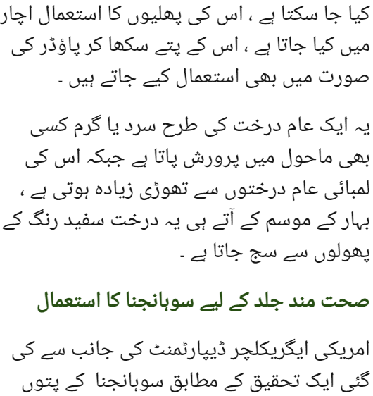 Moringa Sohanjna Tree Benefits: A Nutritional and Medicinal Miracle – Daily