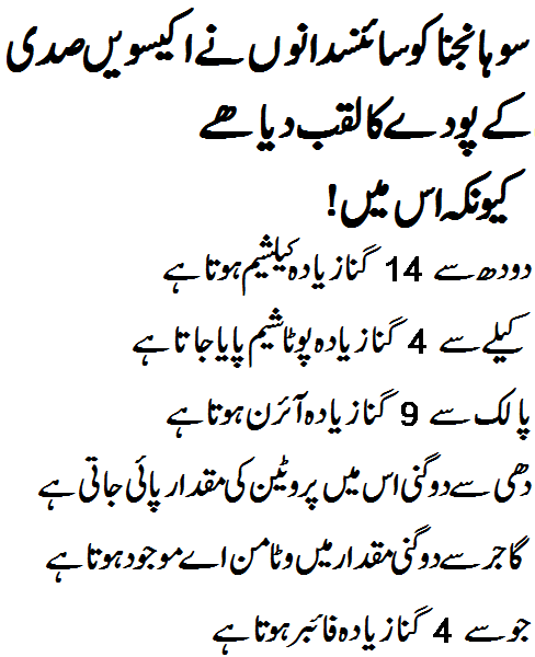 Moringa Sohanjna Tree Benefits: A Nutritional and Medicinal Miracle – Daily